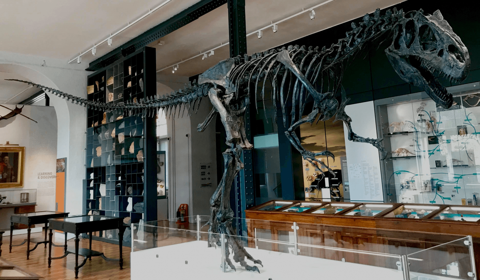 Allosaurus fragilis: When Your Bark is Bigger Than Your Bite - Darwin's ...