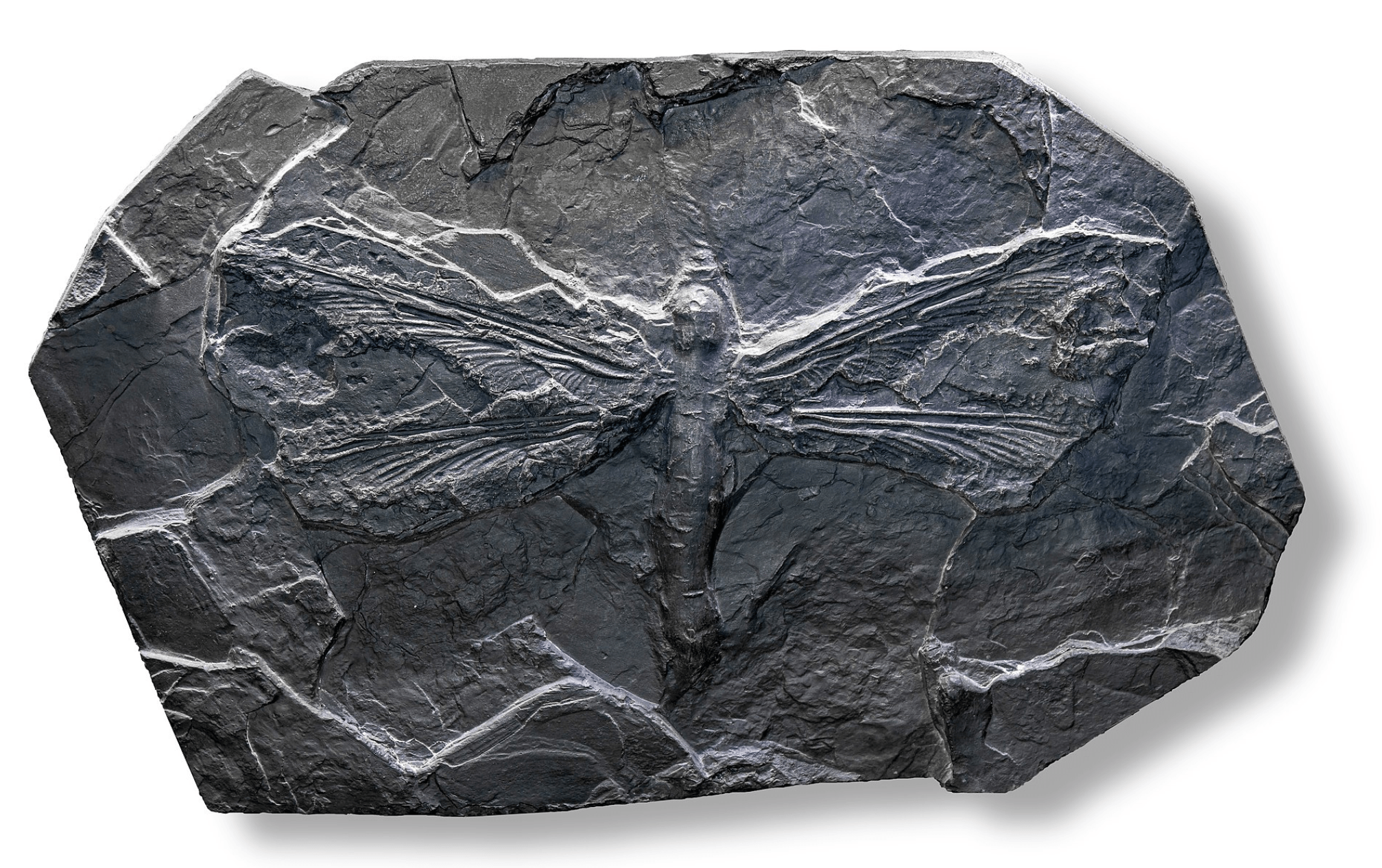The Giant Arthropods of the Carboniferous - Darwin's Door