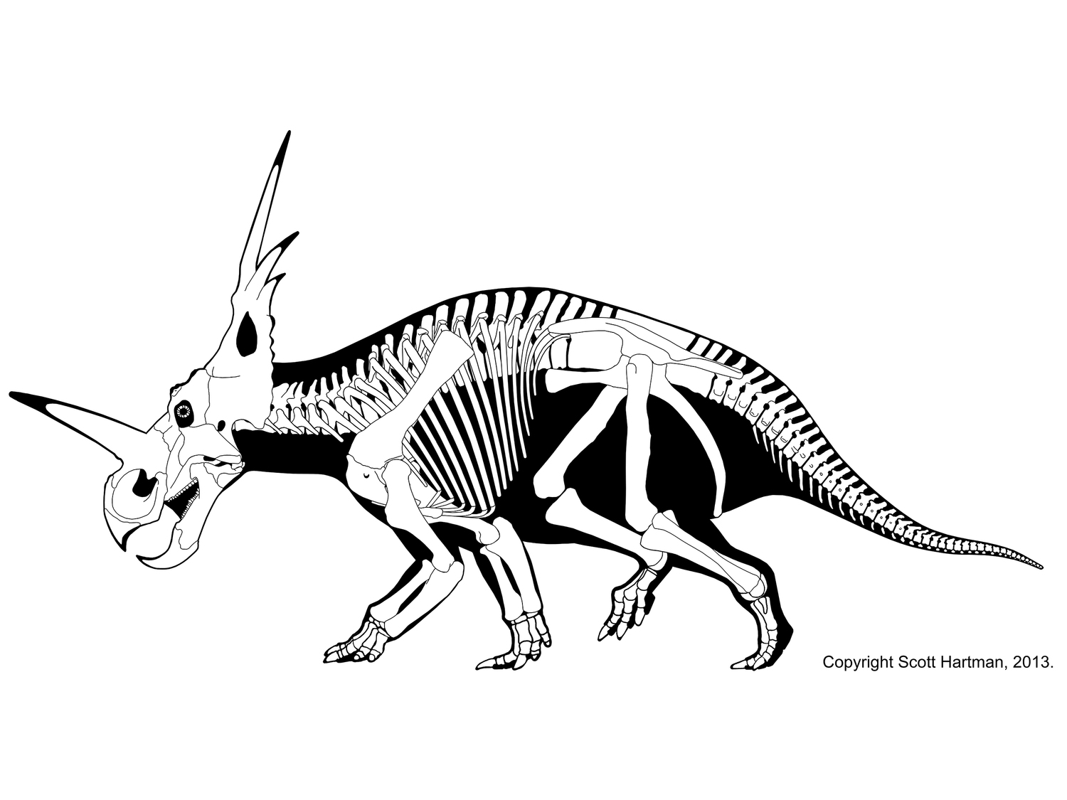 Styracosaurus albertensis: The Cretaceous Rhinoceros - Darwin's Door