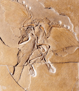 How Flight Evolved in Birds: The Flying and Feathered Dinosaurs ...