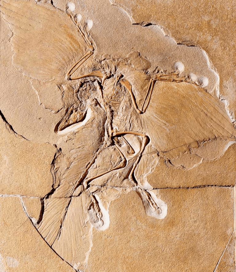 How Flight Evolved in Birds: The Flying and Feathered Dinosaurs ...