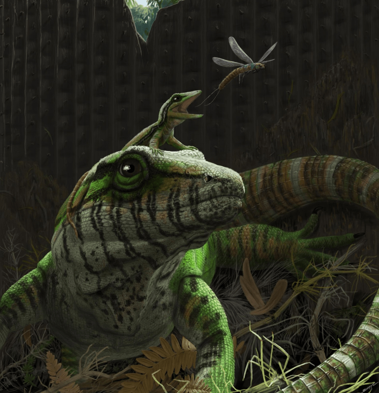 The Carboniferous Period - Darwin's Door