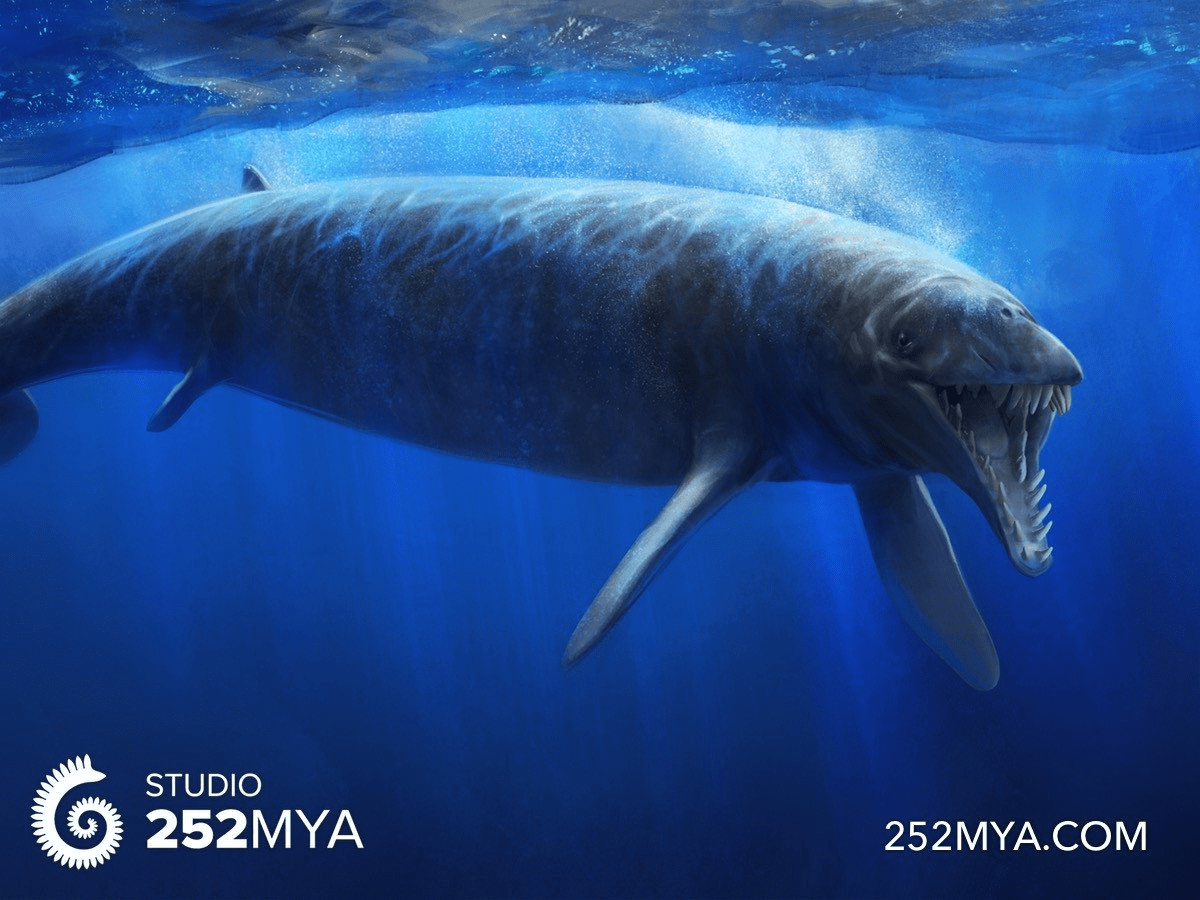 The Evolution of Cetaceans: A Whale of a Time - Darwin's Door