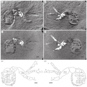 Spiders: Weaving Their Webs For 300 Million Years - Darwin's Door