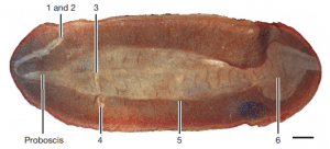 The Tully Monster: The Carboniferous Enigma - Darwin's Door