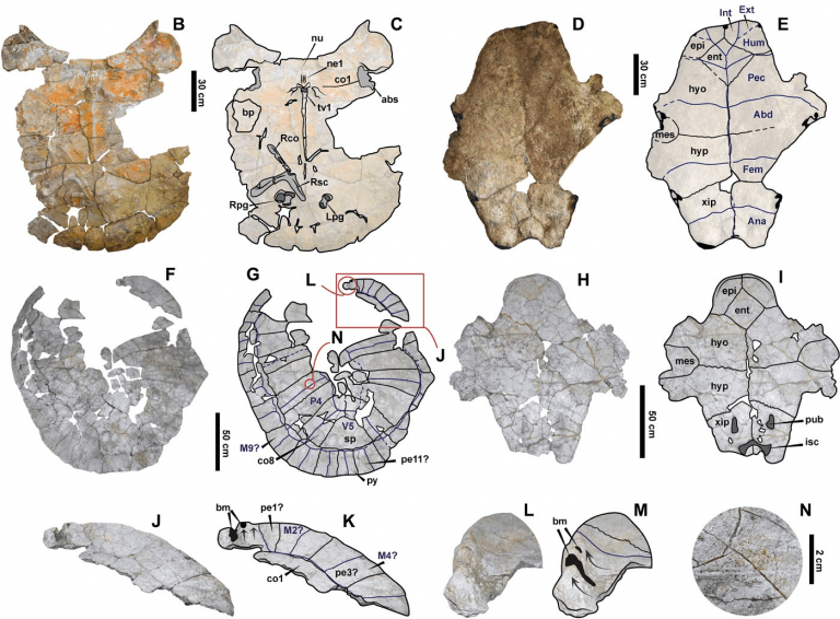 Stupendemys geographicus: Turtle Knights of the Miocene - Darwin's Door