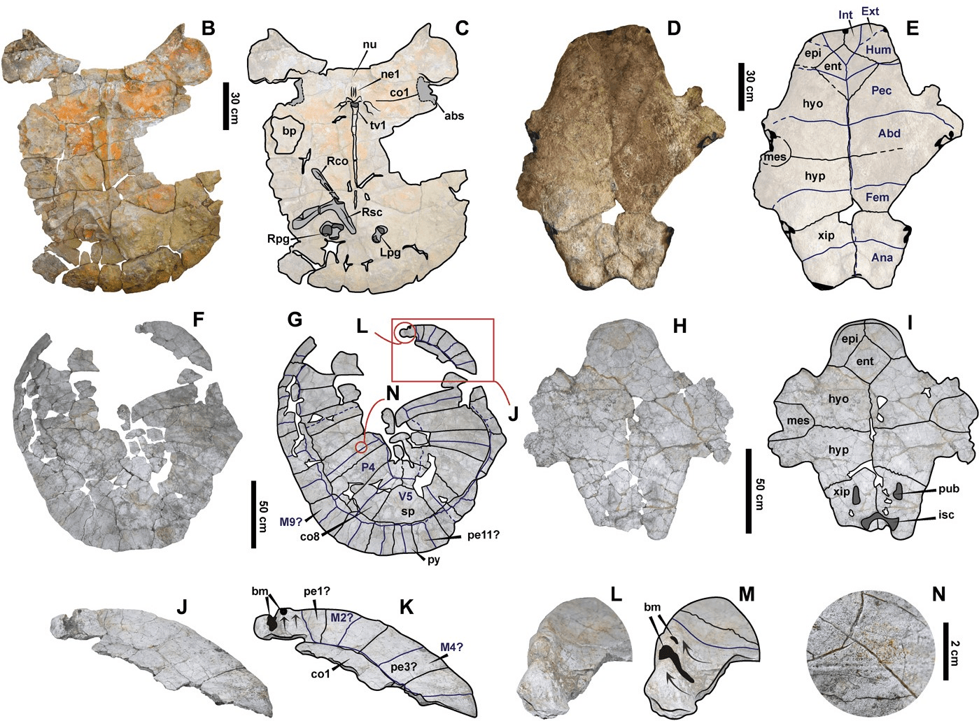 Stupendemys geographicus: Turtle Knights of the Miocene - Darwin's Door