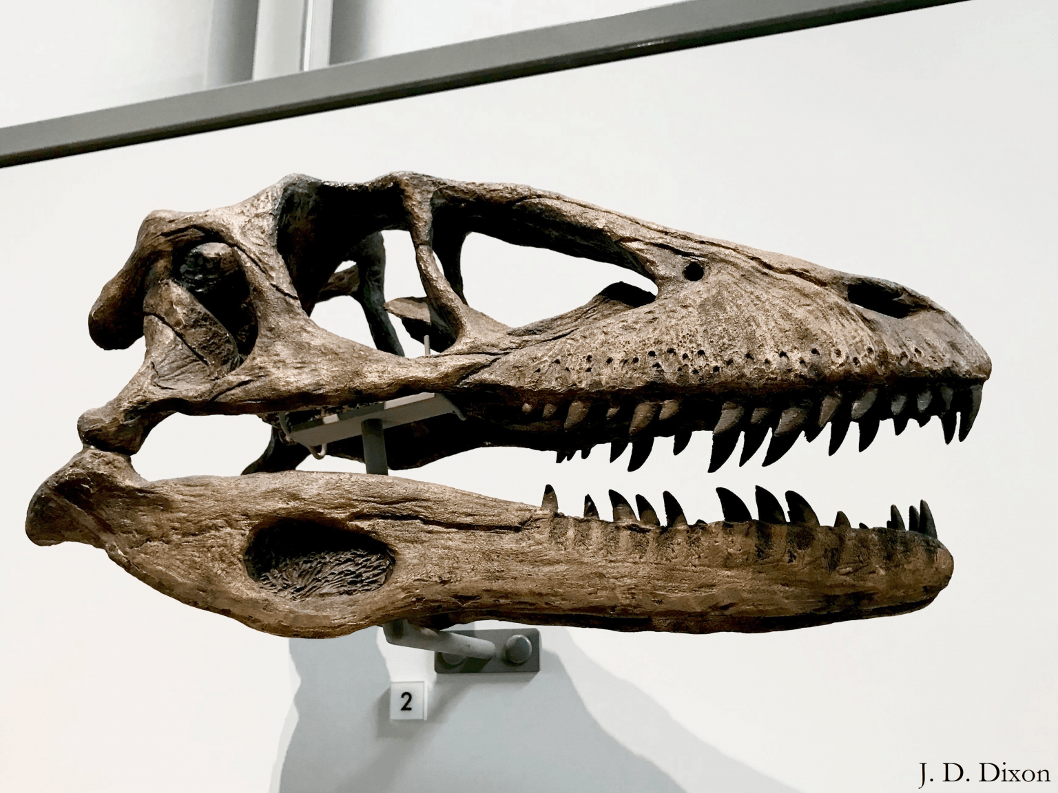Deinonychus antirrhopus: More Than A “Six Foot Turkey” - Darwin's Door