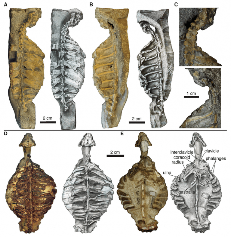 The Evolution of Turtles and their Shells - Darwin's Door