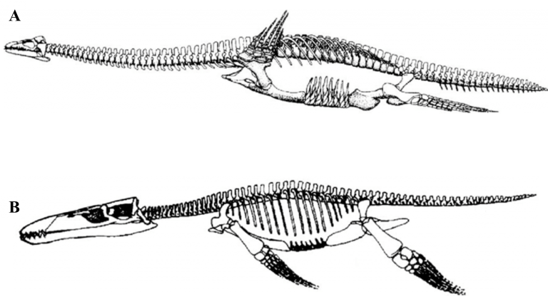 Plesiosaurian Evolution and Adaptations - Darwin's Door