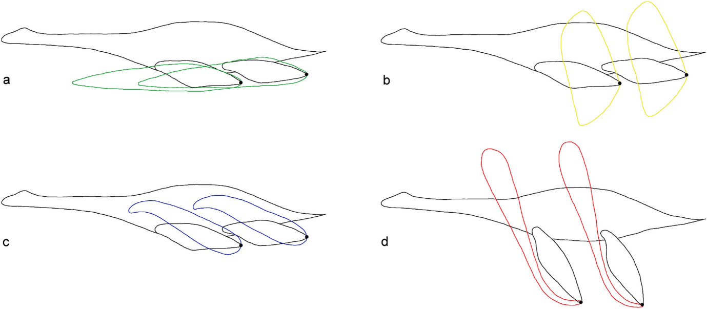 Plesiosaurian Evolution and Adaptations - Darwin's Door